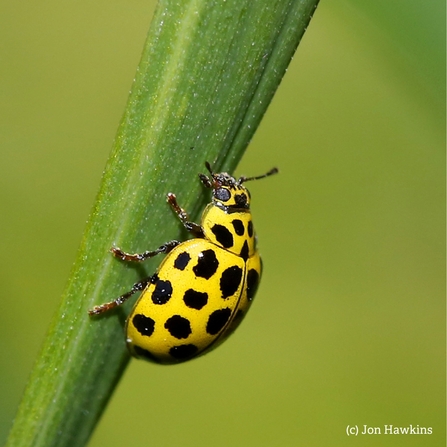 Lovely Ladybirds | Avon Wildlife Trust